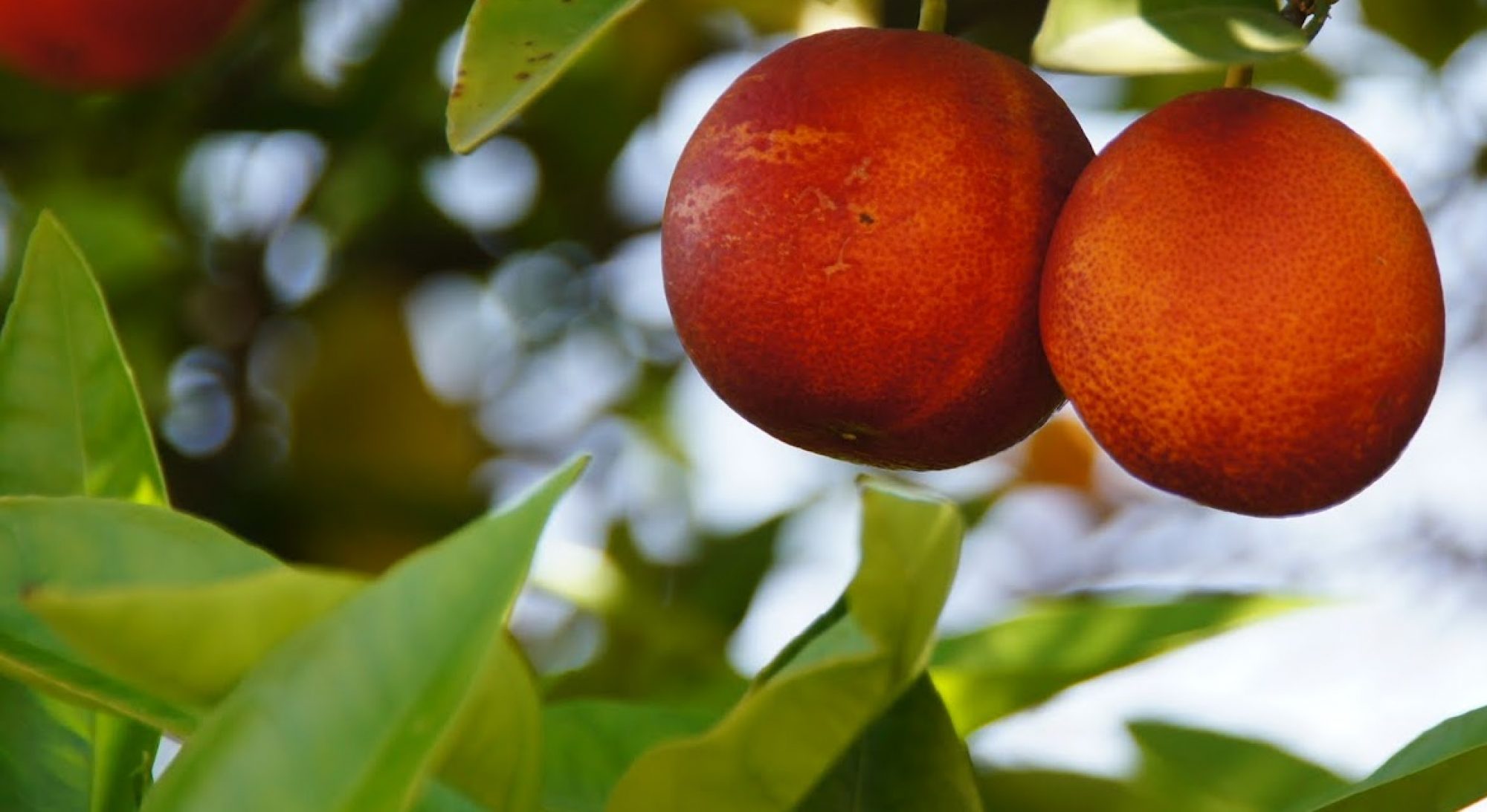 Orangello für Wiederverkäufer – Bio-Orangello